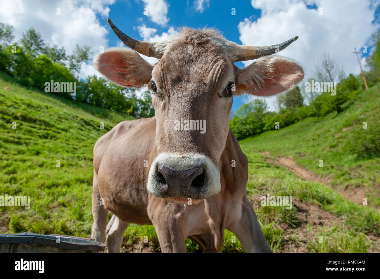 Herdsman And Cow High Resolution Stock Photography and Images - Alamy