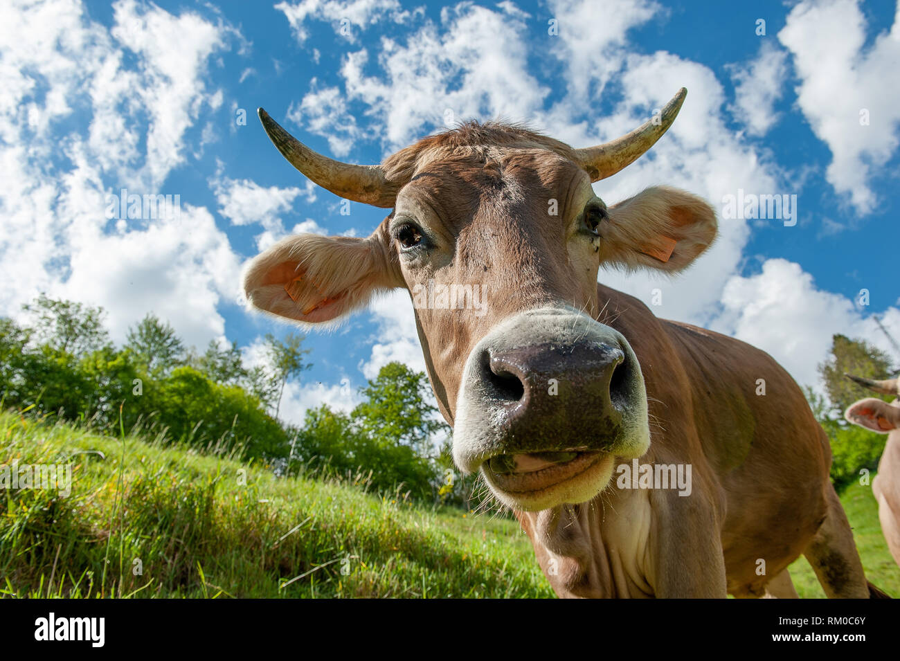 Cow trying to mount other cow Stock Photo - Alamy