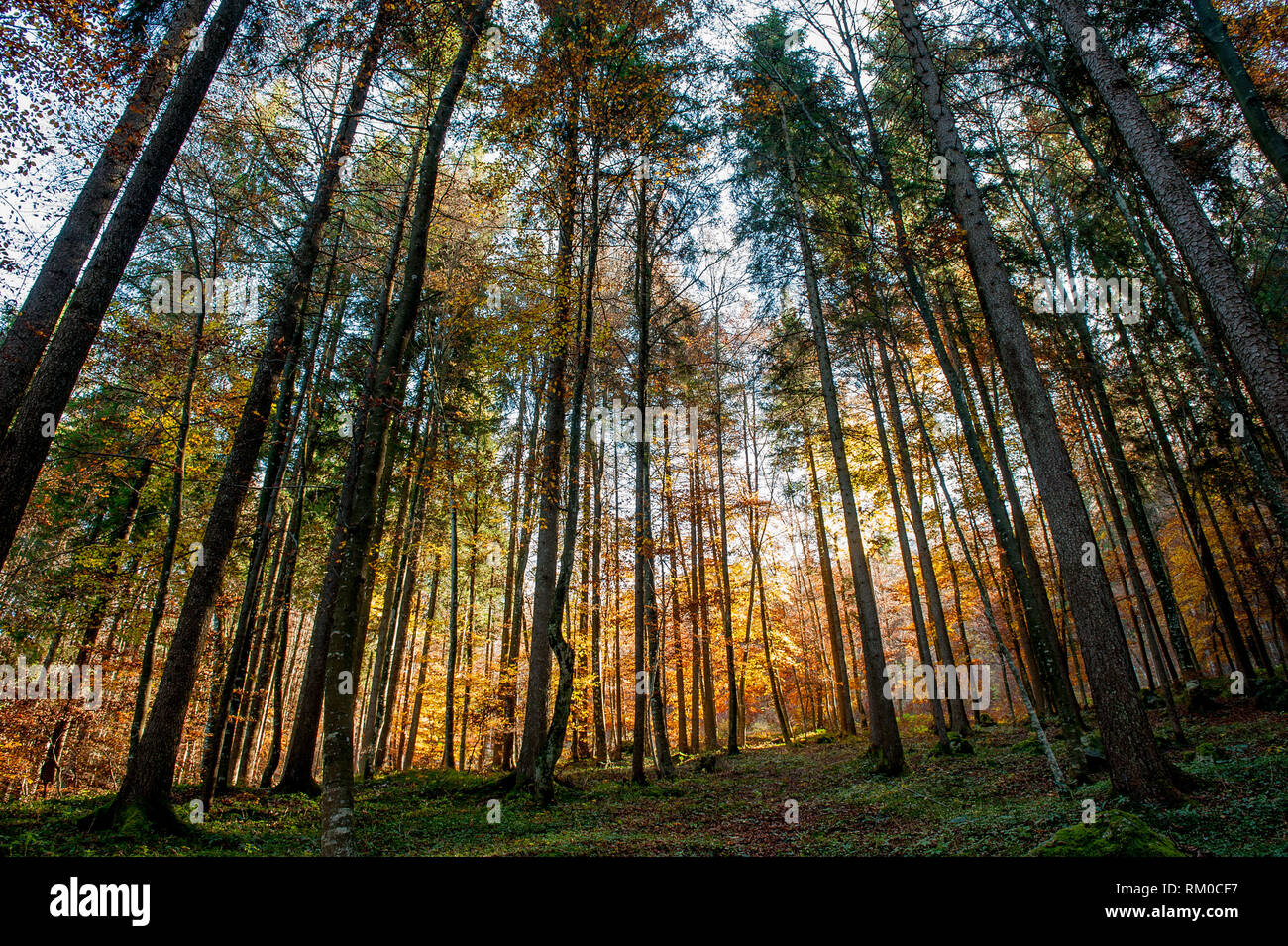 colorful forest in the fall Stock Photo - Alamy