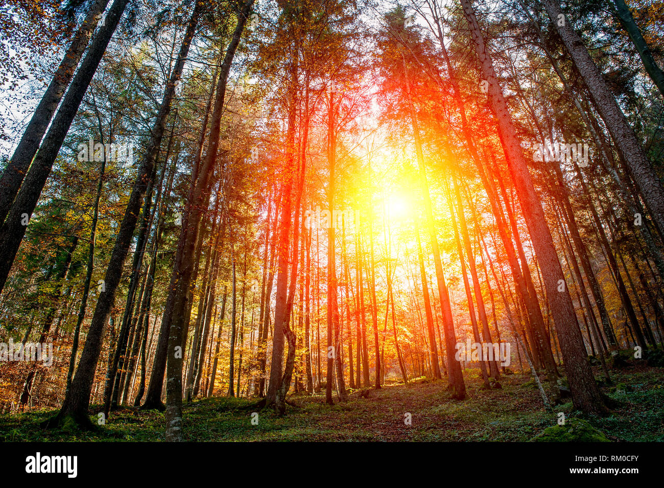 colorful forest in the fall Stock Photo - Alamy