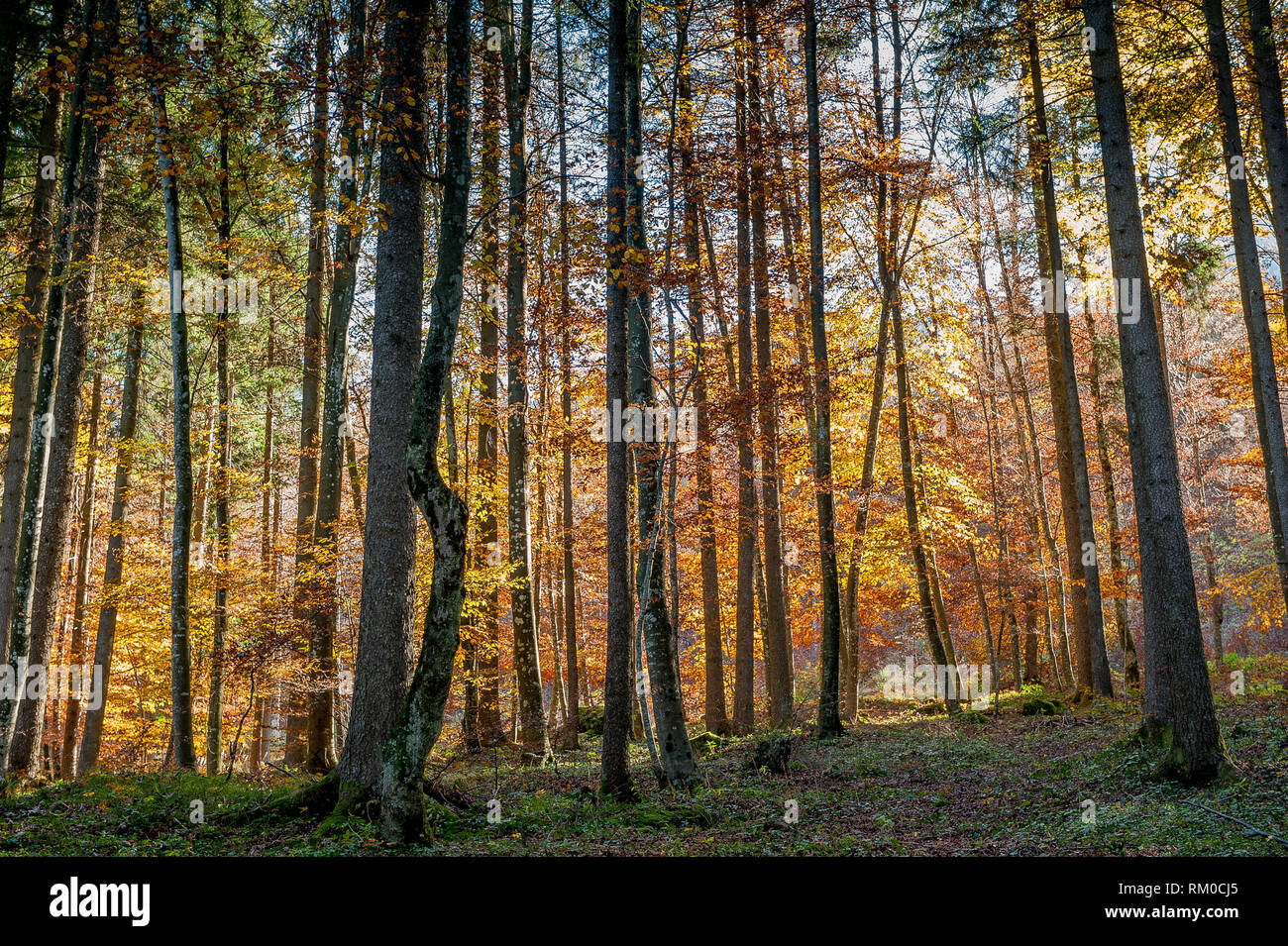 colorful forest in the fall Stock Photo - Alamy