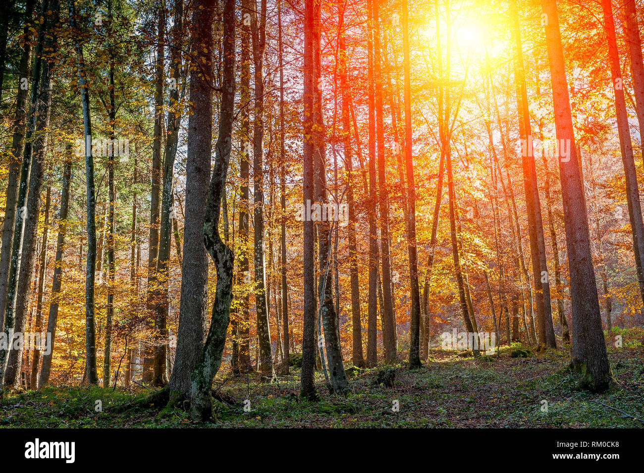 colorful forest in the fall Stock Photo - Alamy