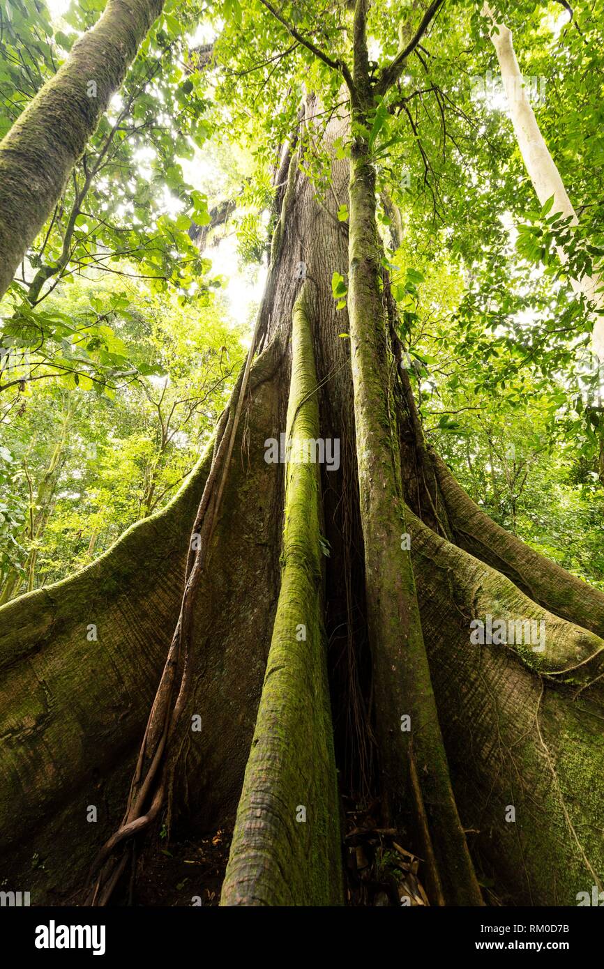 Tree in rainforest. Buttress root. Central America. Costa Rica Stock ...