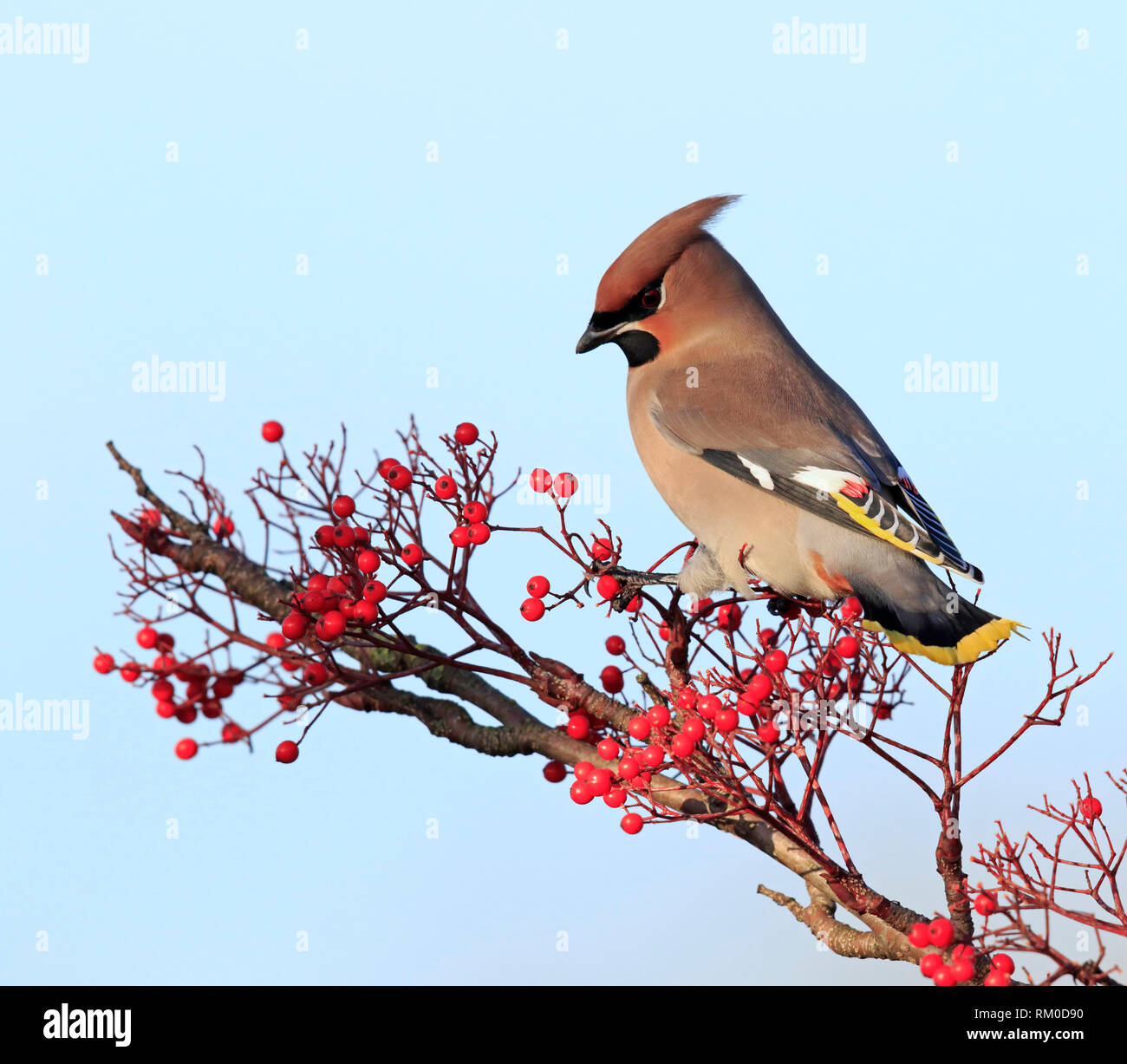 Female waxwing hi-res stock photography and images - Alamy