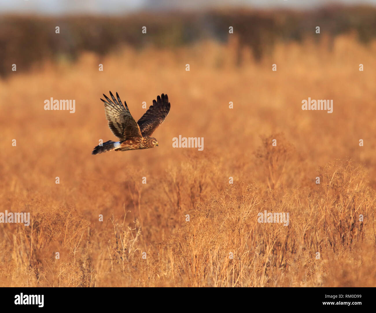 Ringtail Hen Harrier Stock Photo - Alamy