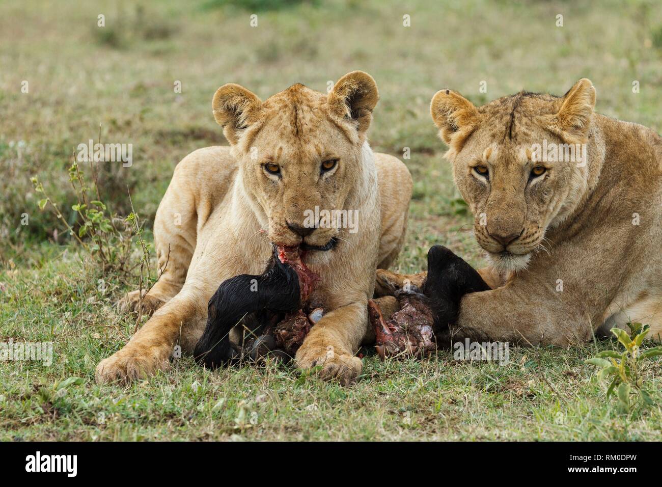 Lions Eating High Resolution Stock Photography and Images - Alamy