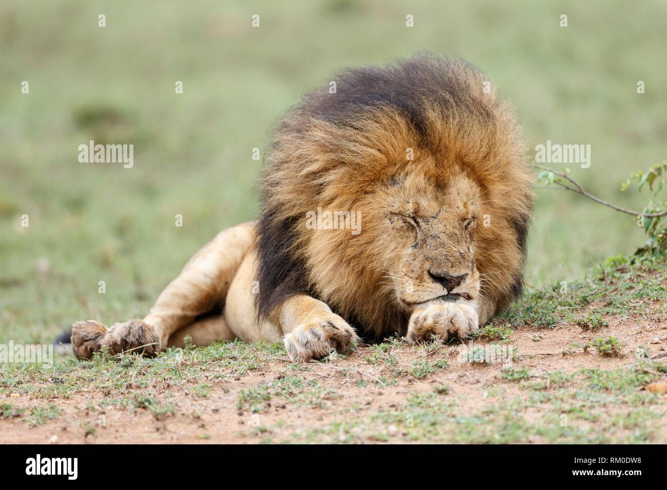 Male lion sleeping hi-res stock photography and images - Alamy