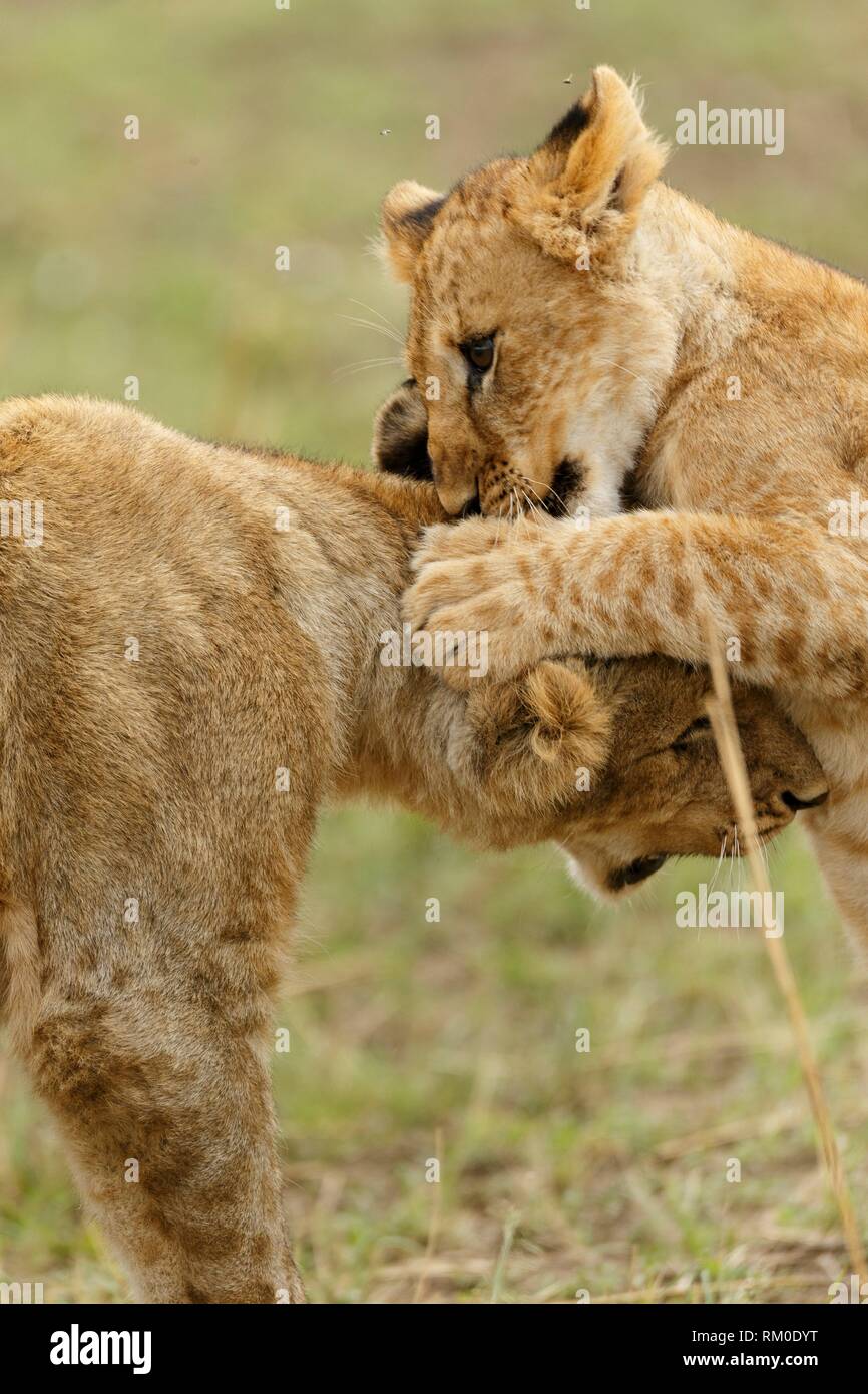 Lions playing hi-res stock photography and images - Alamy