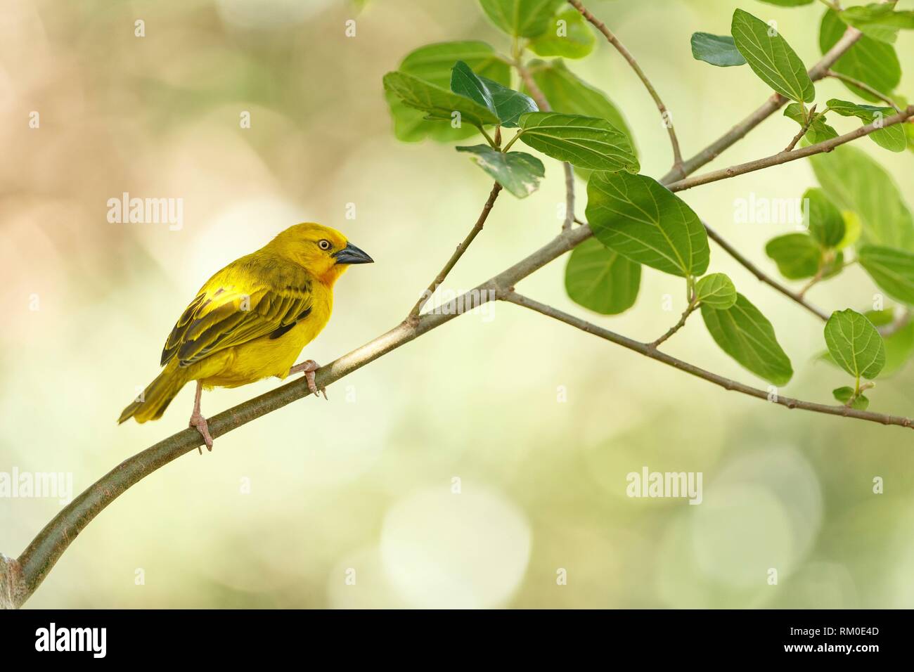 Flora and fauna africa hi-res stock photography and images - Alamy