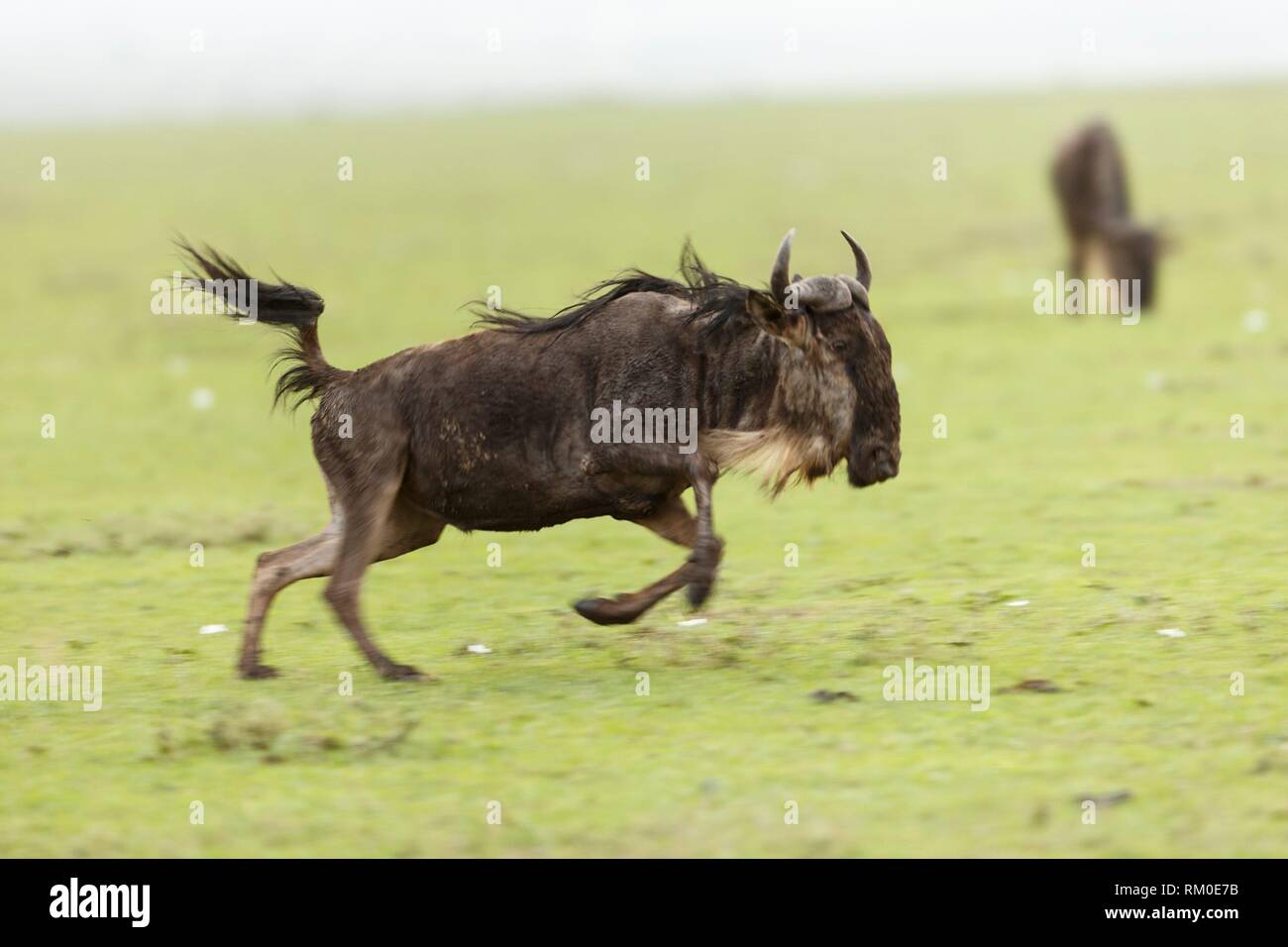Blue wildebeest running hi-res stock photography and images - Alamy