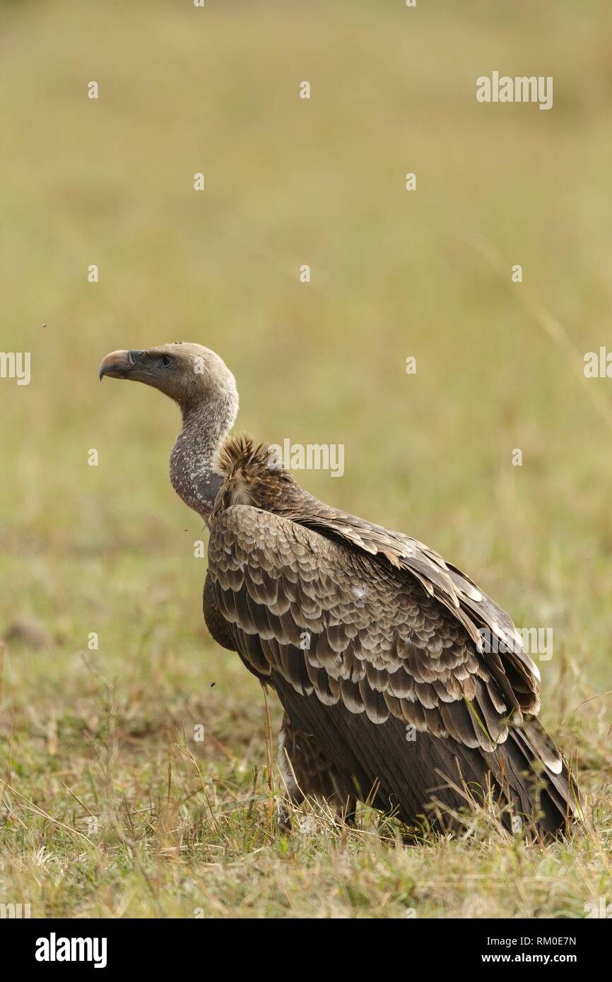 White backed vulture vertical hi-res stock photography and images - Alamy