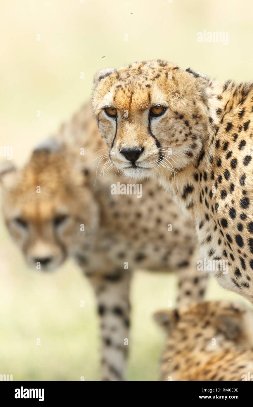 Cheetah portrait vertical hi-res stock photography and images - Alamy