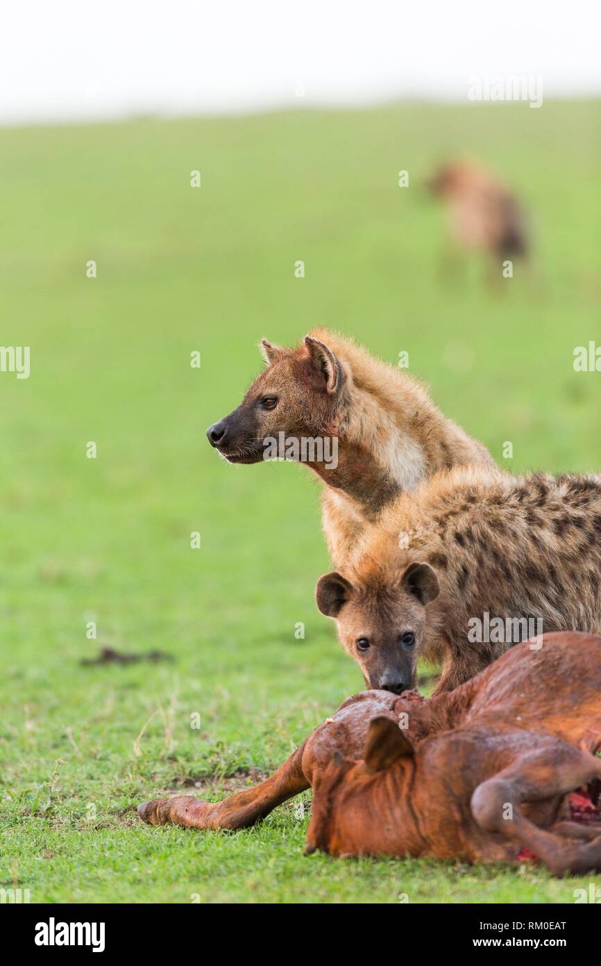 Eating dead animal hi-res stock photography and images - Alamy