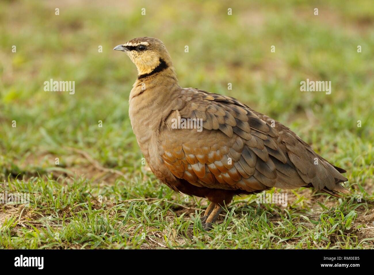 African grouse hi-res stock photography and images - Alamy