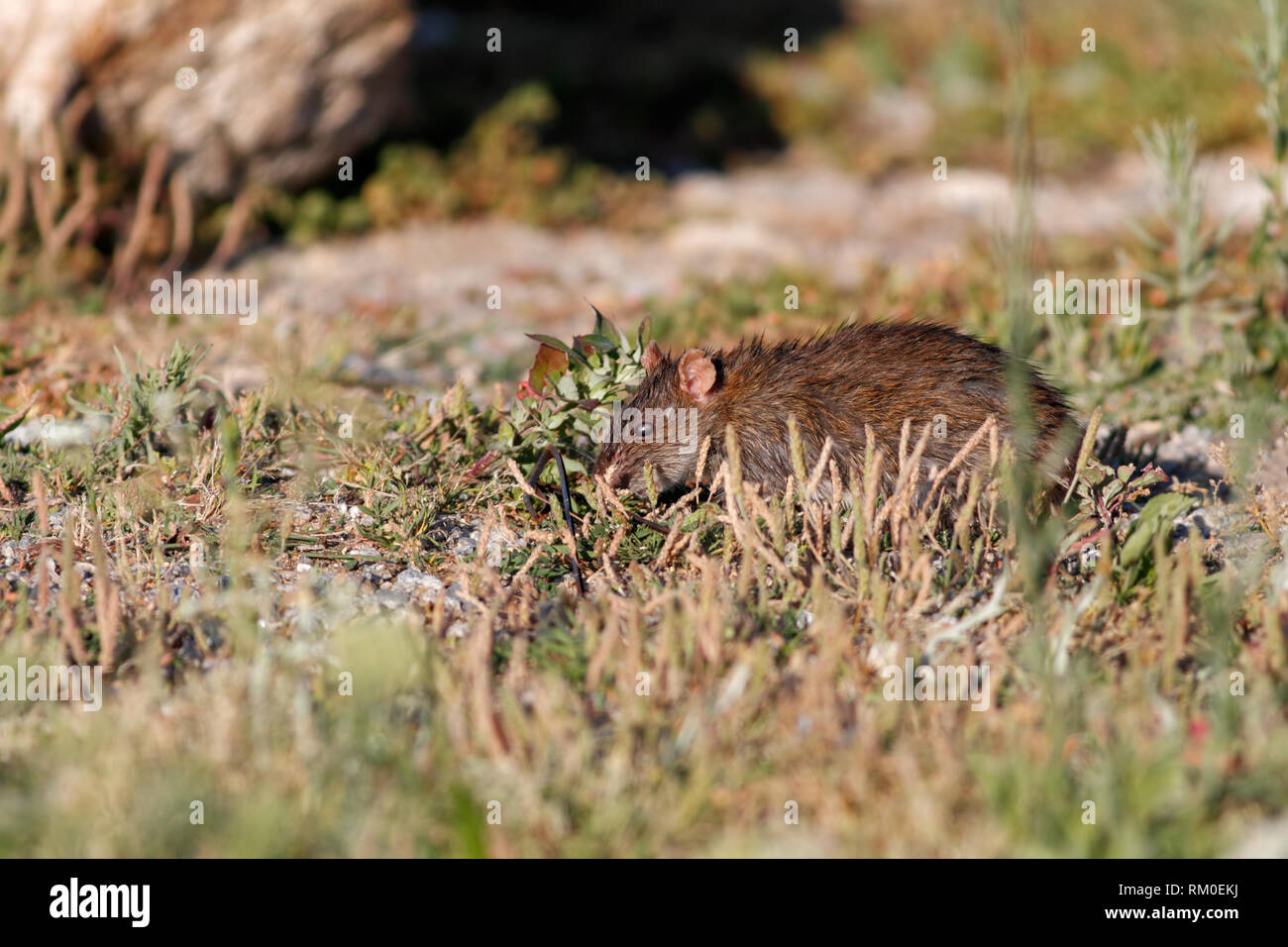 Black water rat hi-res stock photography and images - Alamy