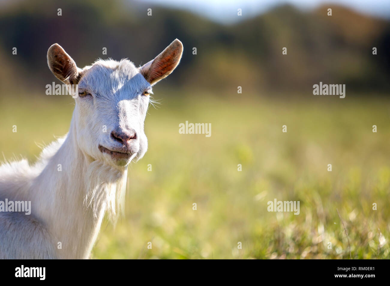 Portrait of white goat with beard on blurred bokeh background. Farming ...