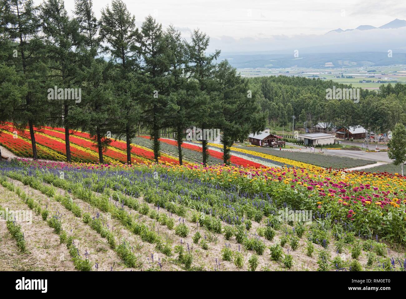 Lavender fields furano hokkaido japan hi-res stock photography and ...