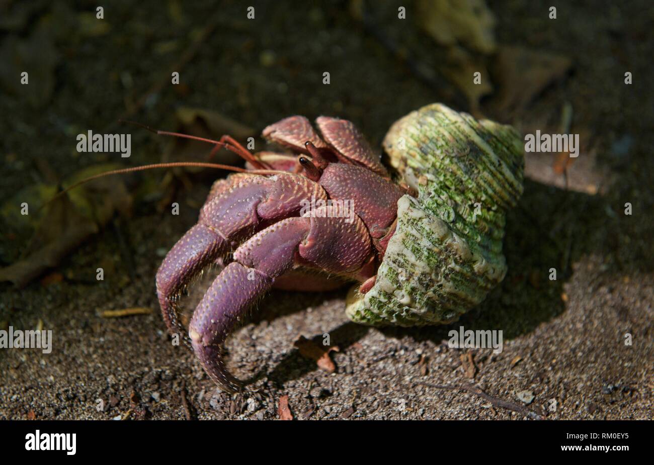 Paguroidea hi-res stock photography and images - Alamy
