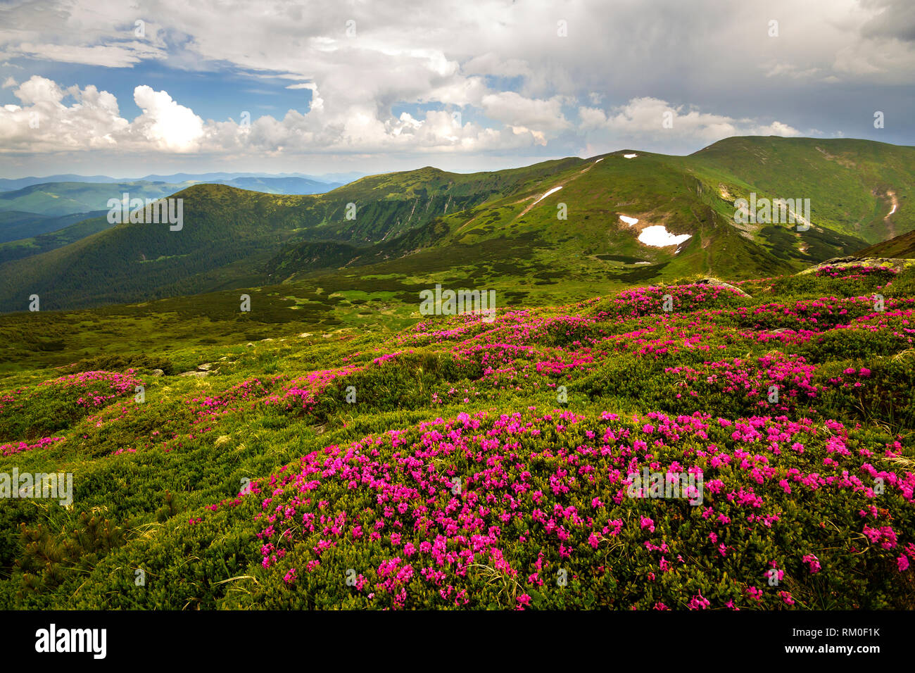 Mountain spring panorama with blooming rhododendron rue flowers and ...