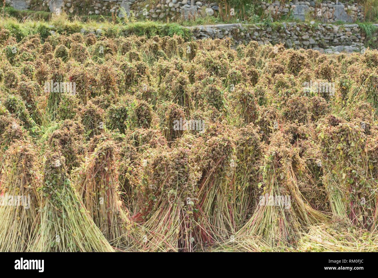 Buckwheat Harvesting