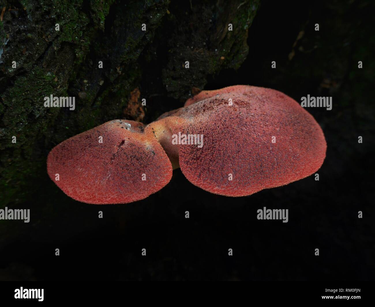 The Beefsteak Fungus, Fistulina hepatica, is considered a good edible ...