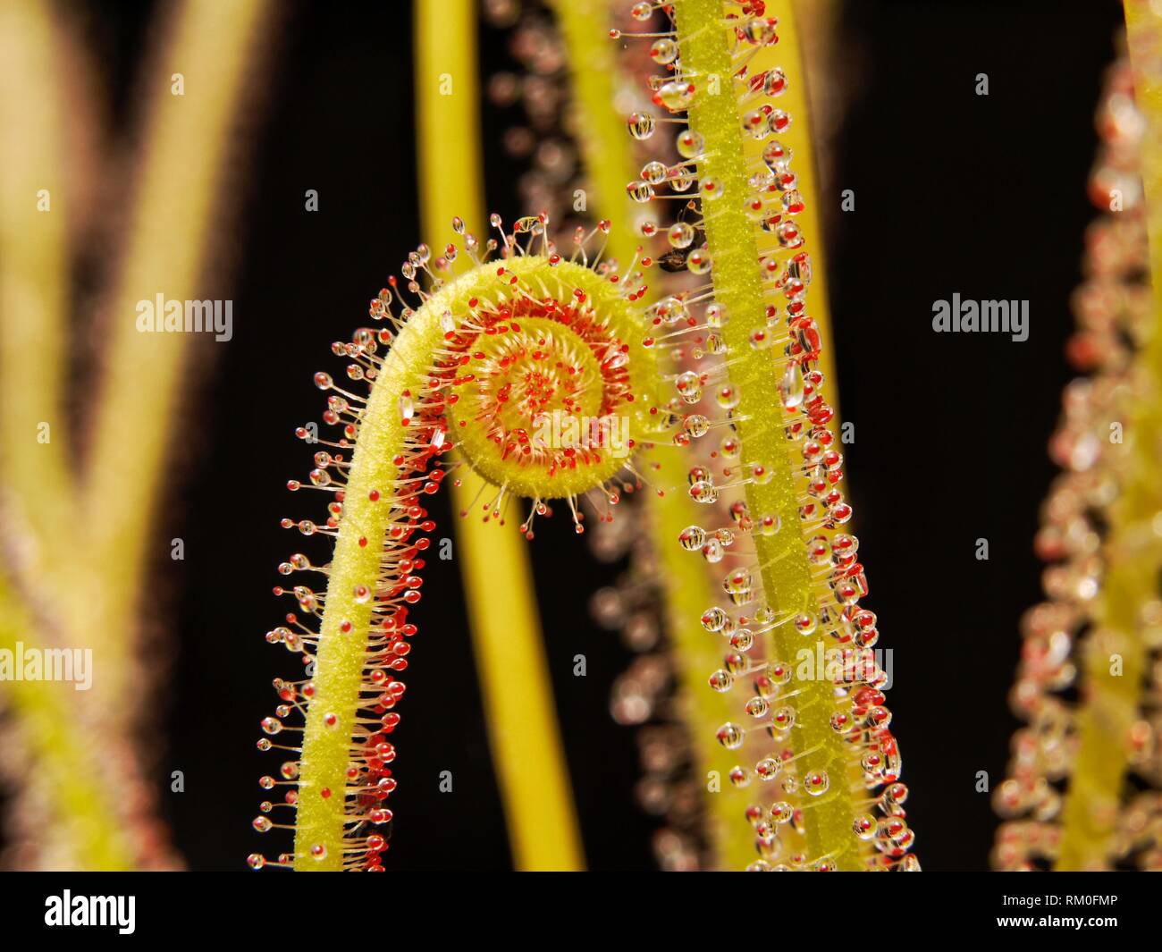 Macro image of Sundew tendrils on a black background, showing sticky ...