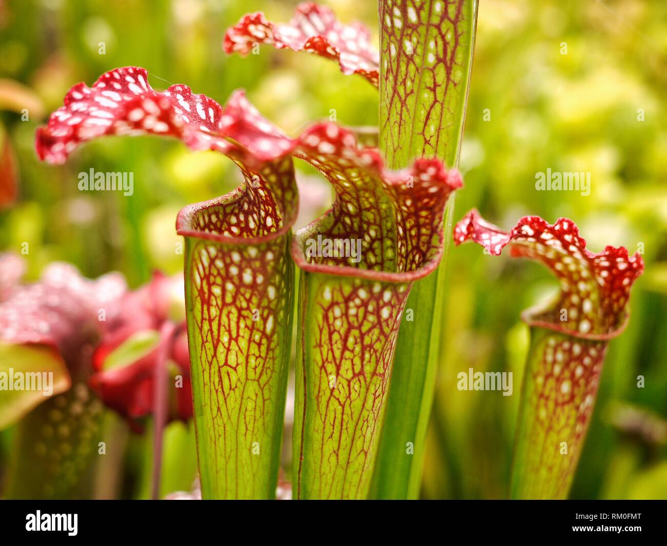 Unlucky plants hi-res stock photography and images - Alamy