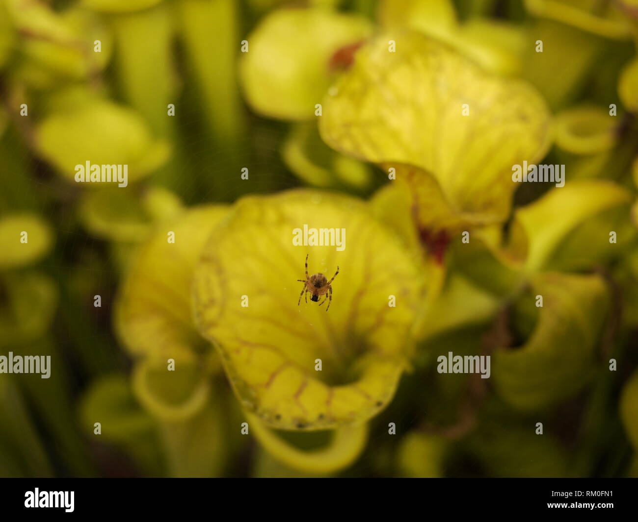 A small spider hangs perilously above the mouth of a waiting pitcher ...