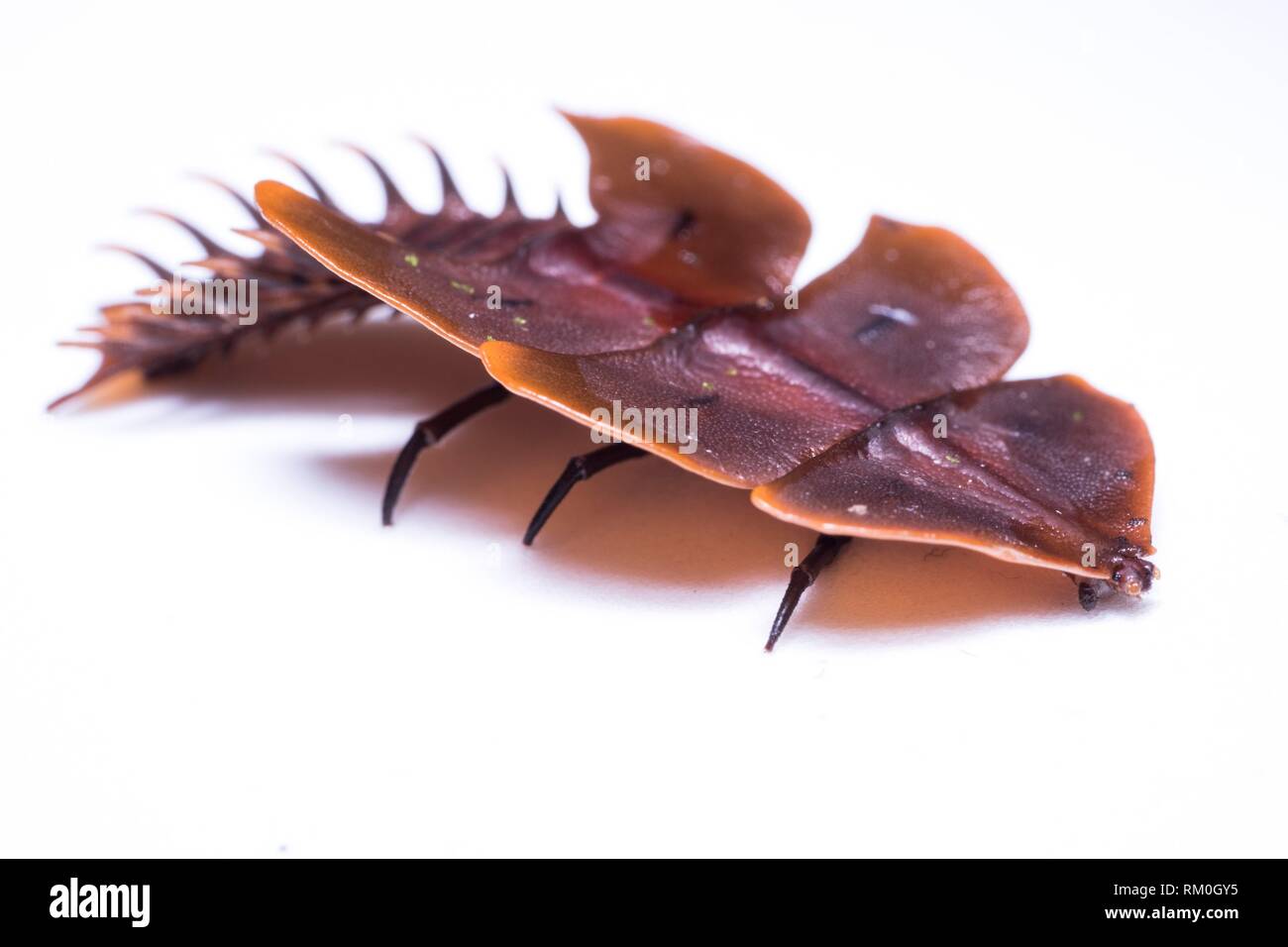 Trilobite larva hi-res stock photography and images - Alamy