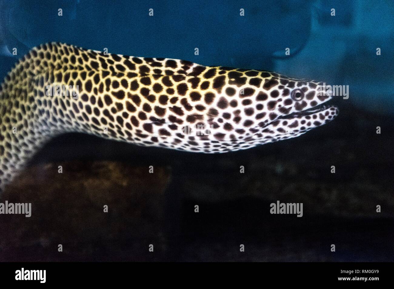 Black spotted moray eel hi-res stock photography and images - Alamy