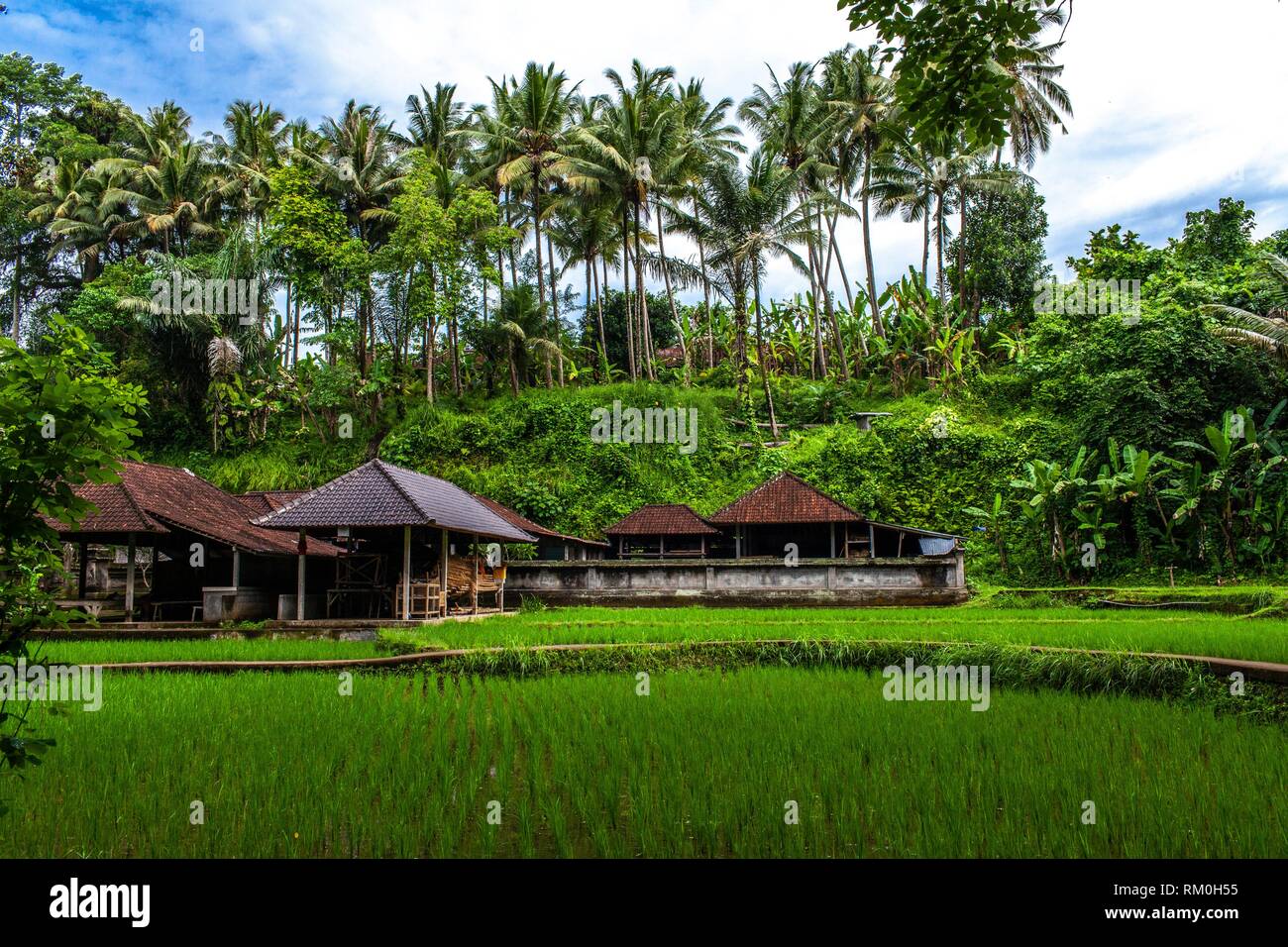 Paddy Field Goa High Resolution Stock Photography and Images - Alamy