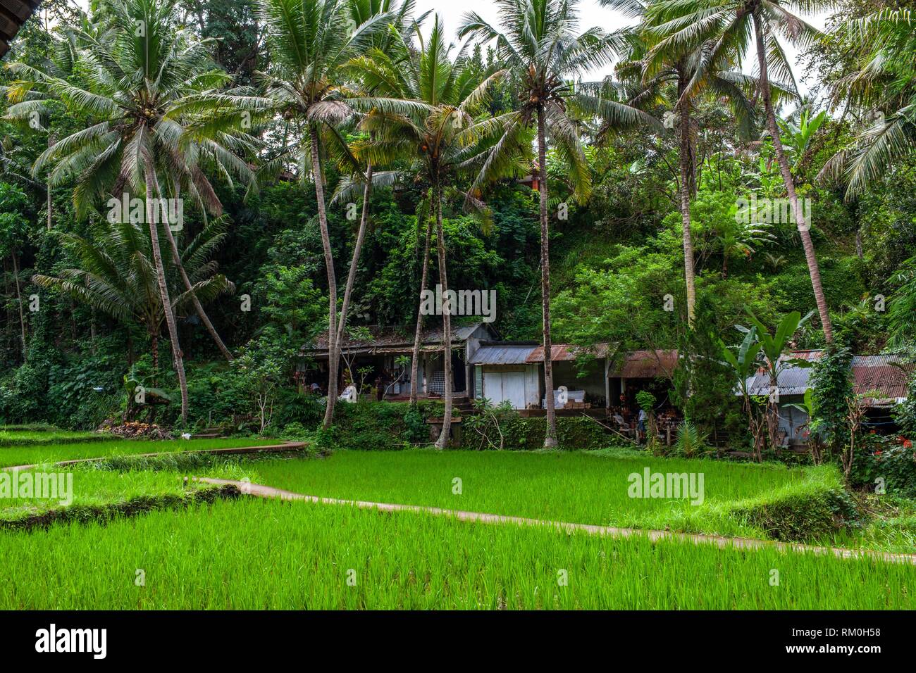 Goa paddy hi-res stock photography and images - Alamy