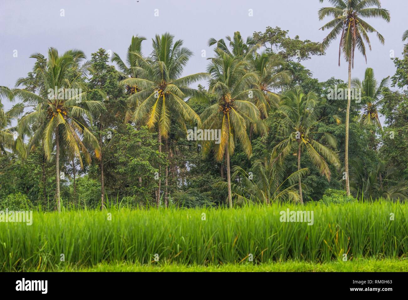 Rice field bali hi-res stock photography and images - Alamy