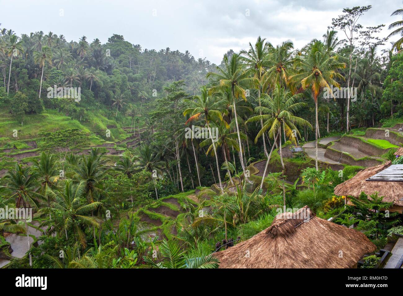 Tegallalang rice terrace hi-res stock photography and images - Alamy