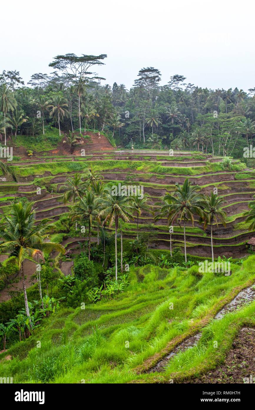 Tegallalang rice terrace hi-res stock photography and images - Alamy