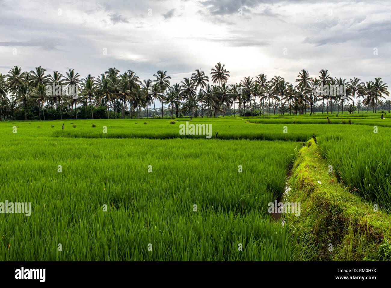 Rice field bali hi-res stock photography and images - Alamy