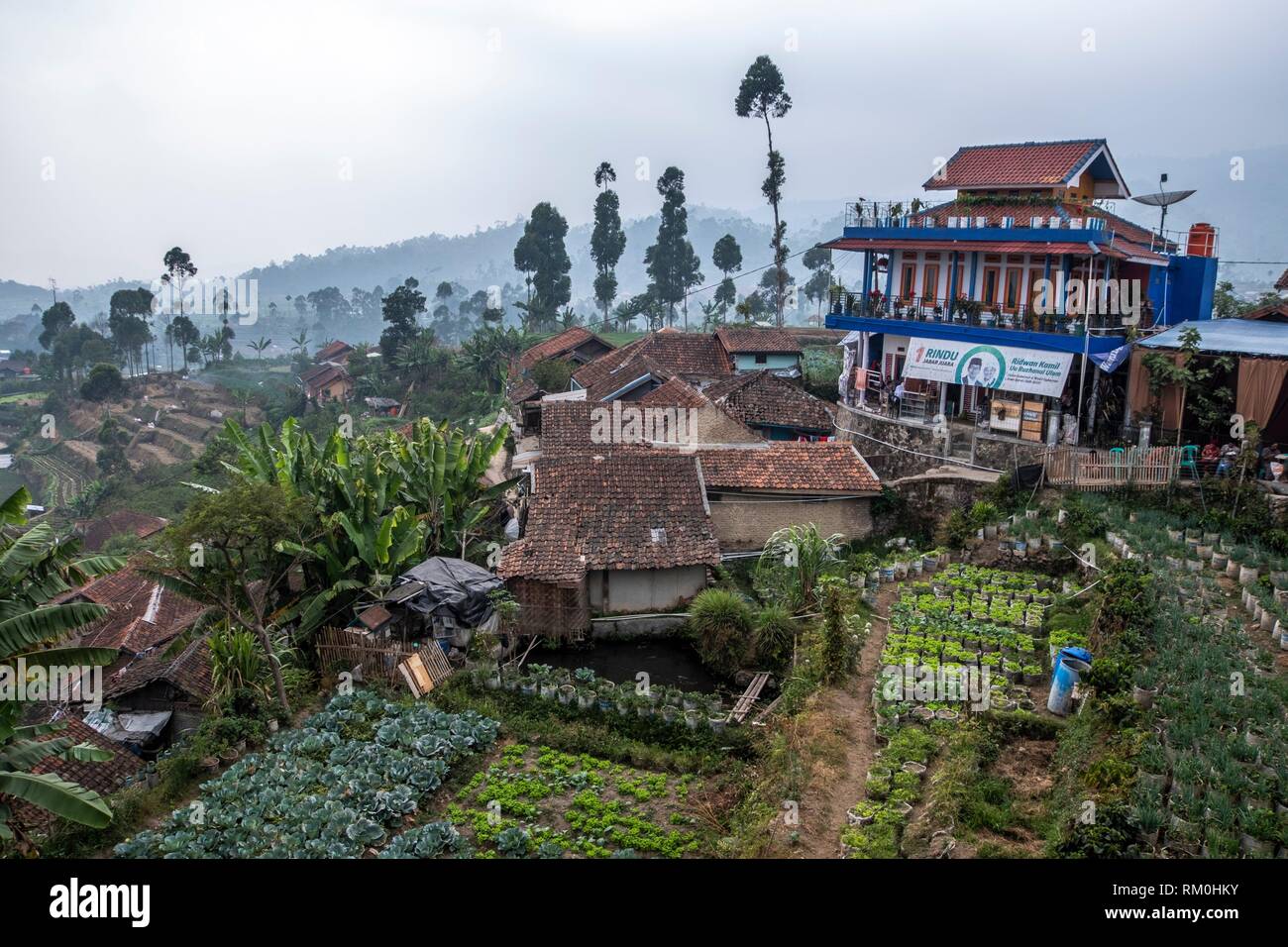 Flora of java hi-res stock photography and images - Alamy