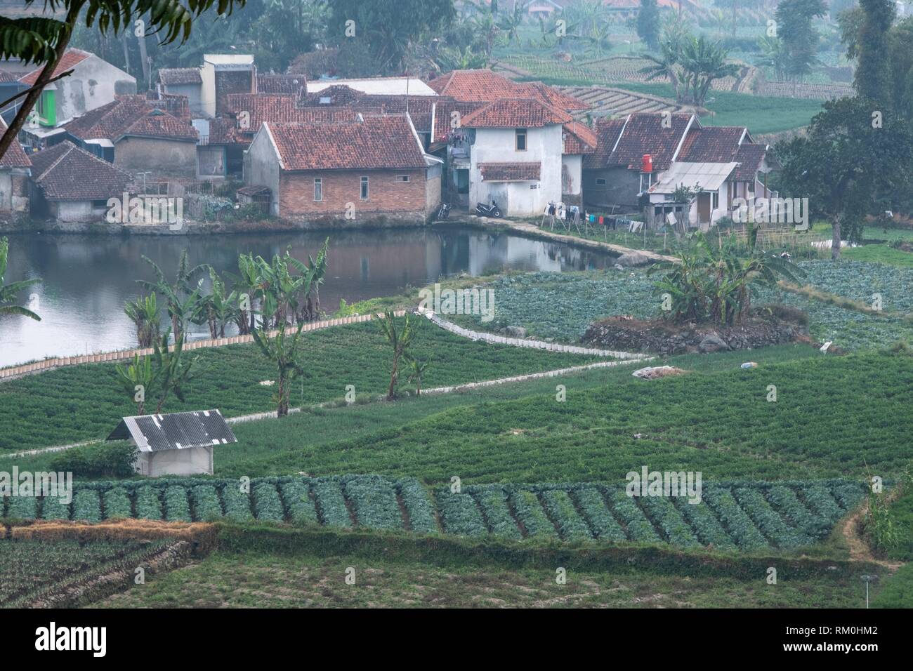 Vegetable farm in Bandung, Java,Indonesia Stock Photo - Alamy