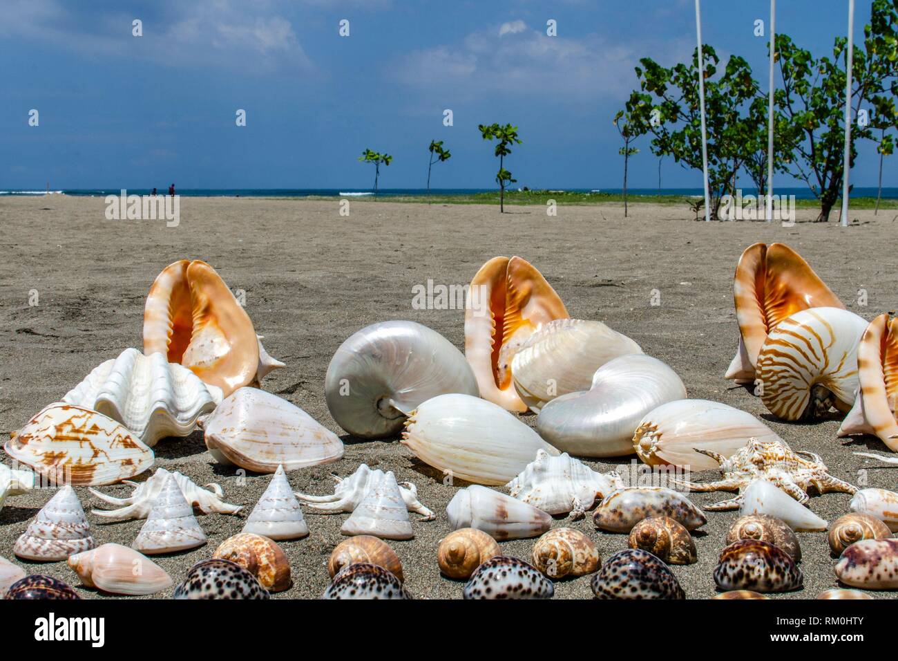 Indonesia beach shells hi-res stock photography and images - Alamy