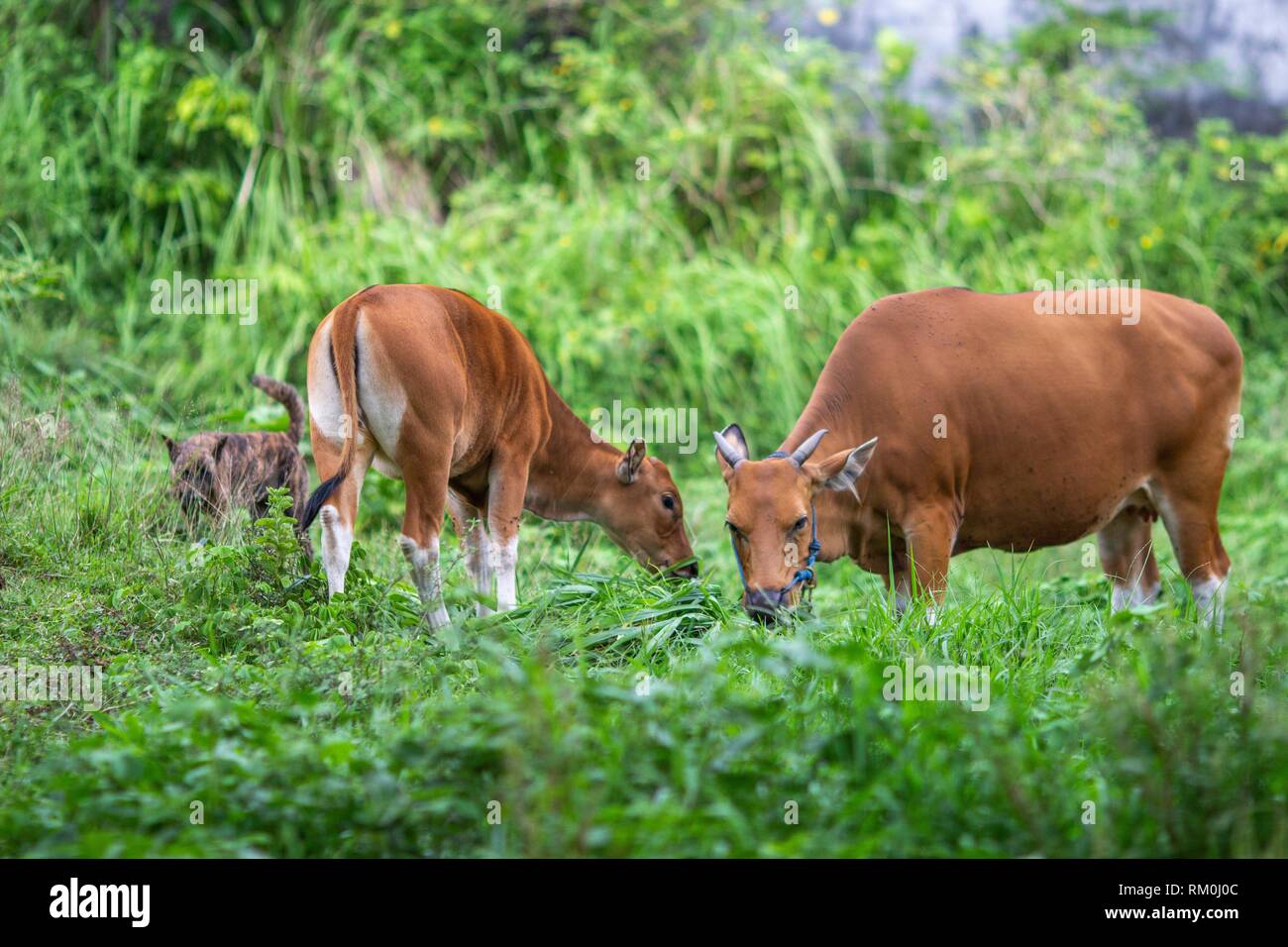 Bali cattle hi-res stock photography and images - Alamy