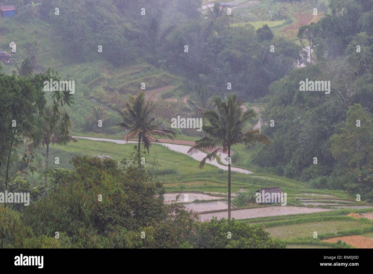 Pacung rice terraces hi-res stock photography and images - Alamy