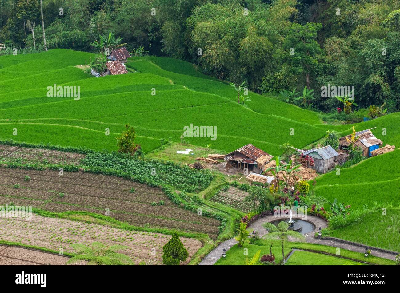 Pacung rice terraces hi-res stock photography and images - Alamy