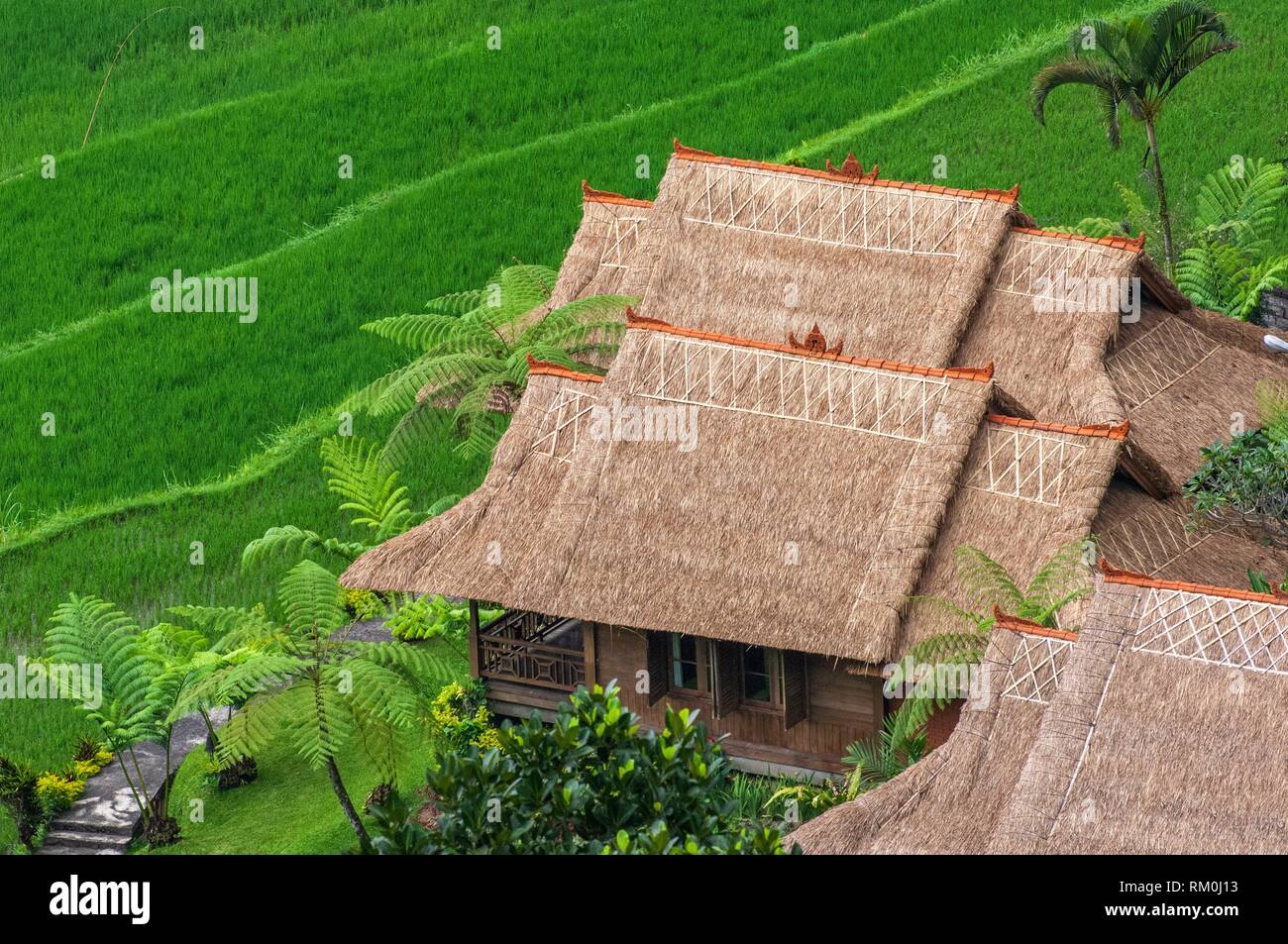 Pacung rice terraces hi-res stock photography and images - Alamy