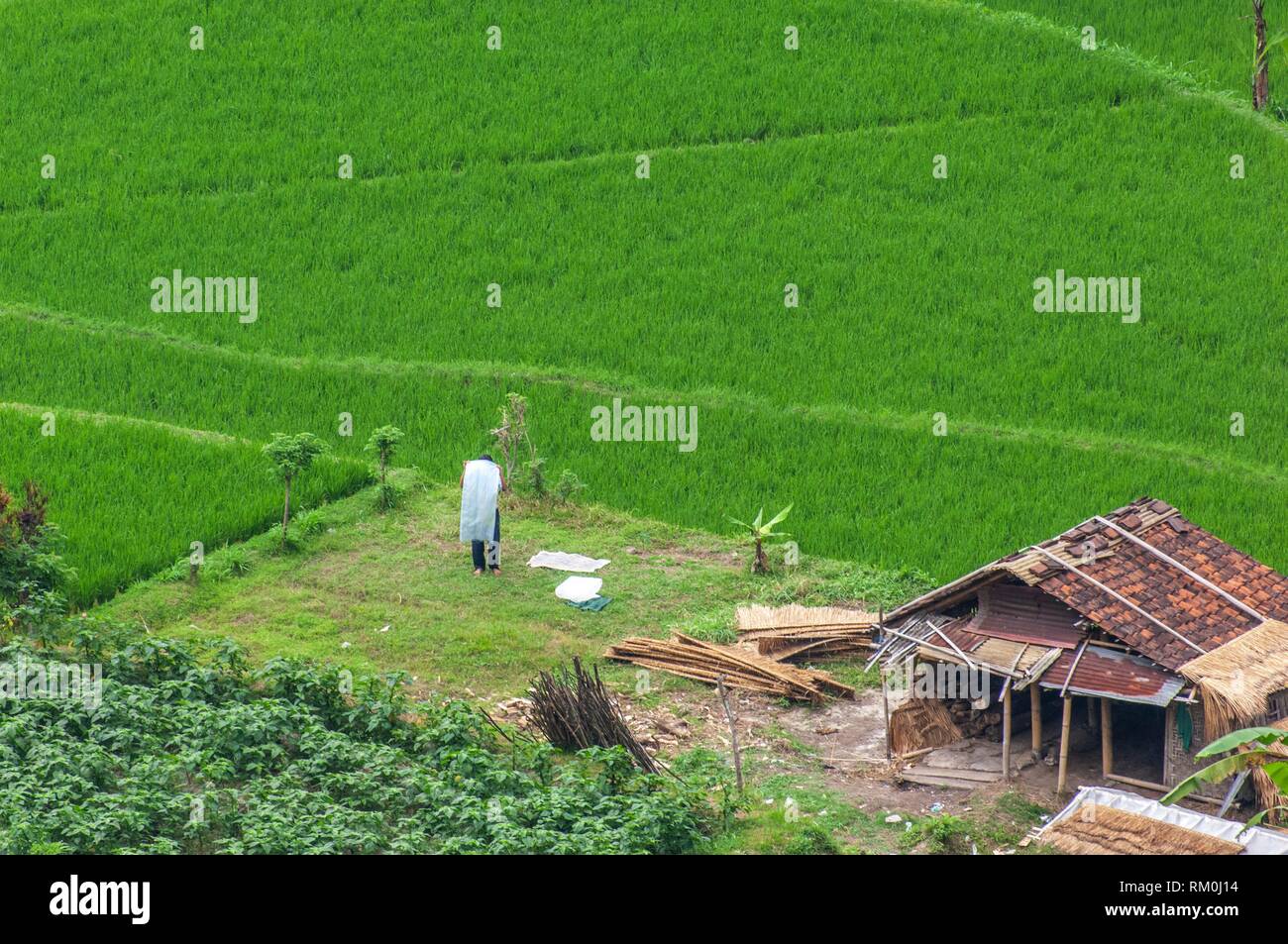 Pacung rice terraces hi-res stock photography and images - Alamy