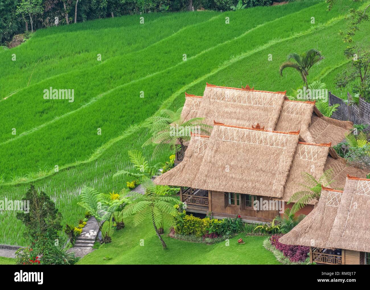 Pacung rice terraces hi-res stock photography and images - Alamy