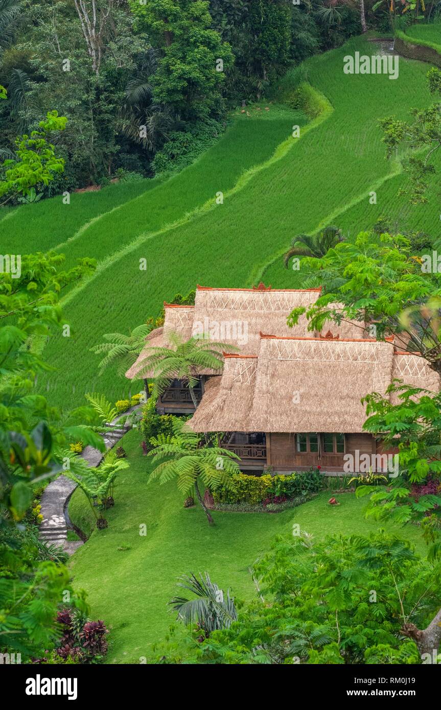 Pacung rice terraces hi-res stock photography and images - Alamy