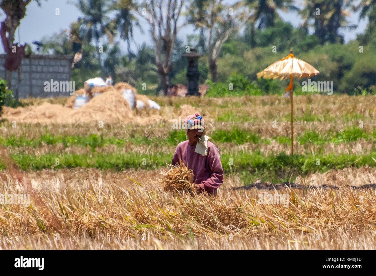 Pacung rice terraces hi-res stock photography and images - Alamy
