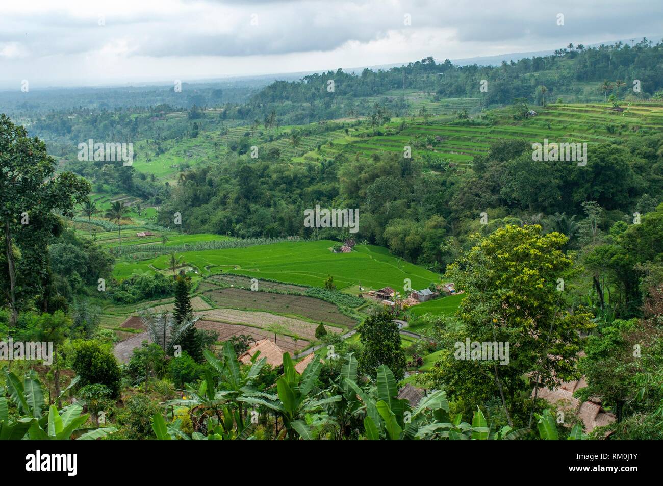 Pacung rice terraces hi-res stock photography and images - Alamy