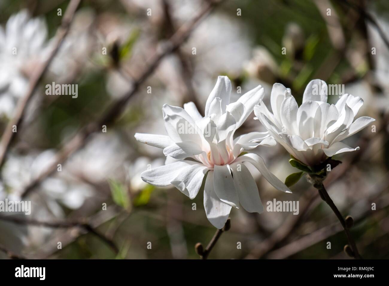 Australia wildflower field hi-res stock photography and images - Alamy
