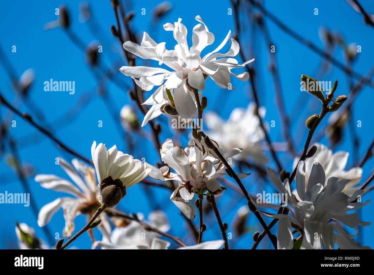 Australia wildflower field hi-res stock photography and images - Alamy